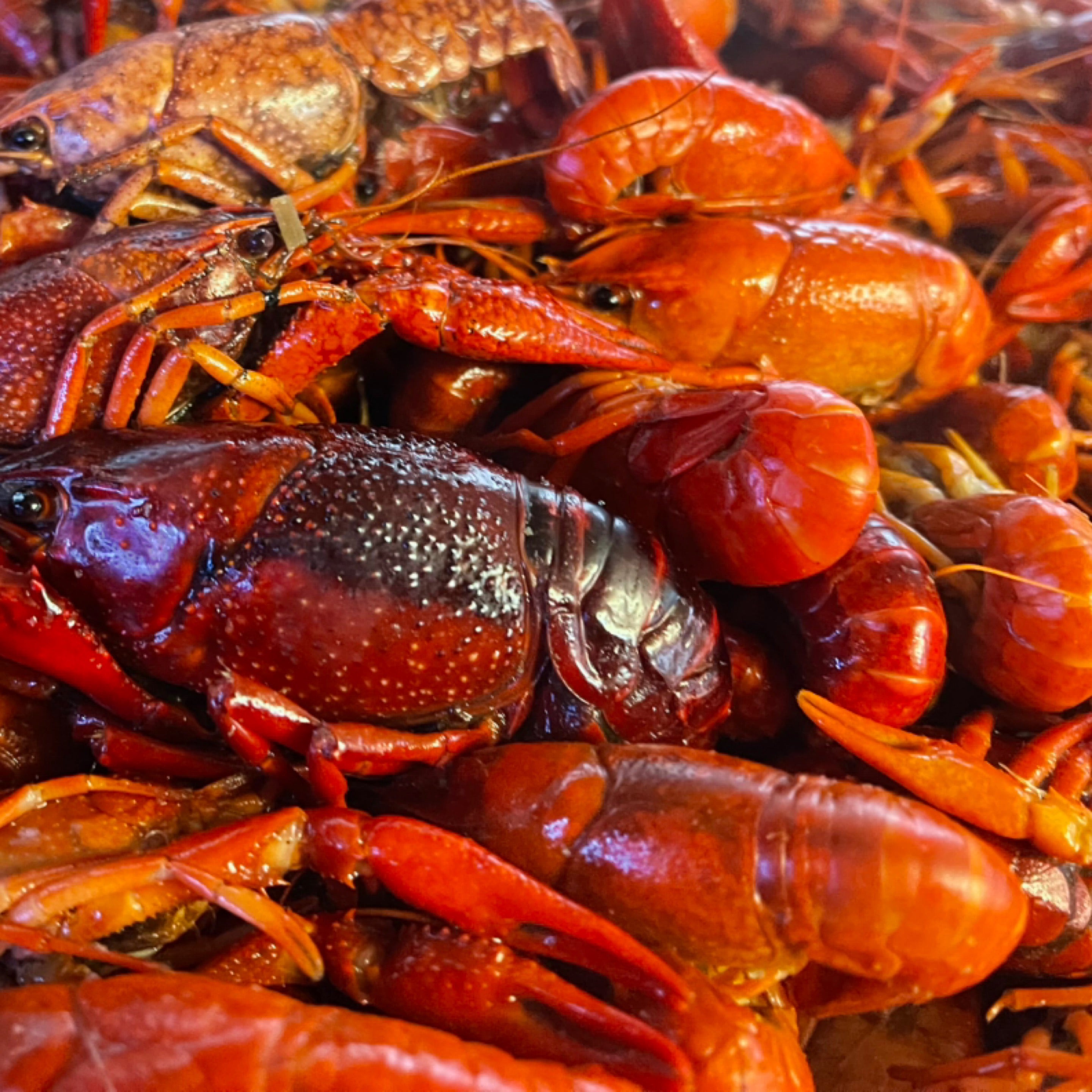 Hot Boiled Louisiana Crawfish | Lefort's Seafood